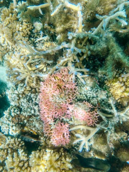 The Ultimate Fiji Packing List: Essentials for a Tropical Getaway ...