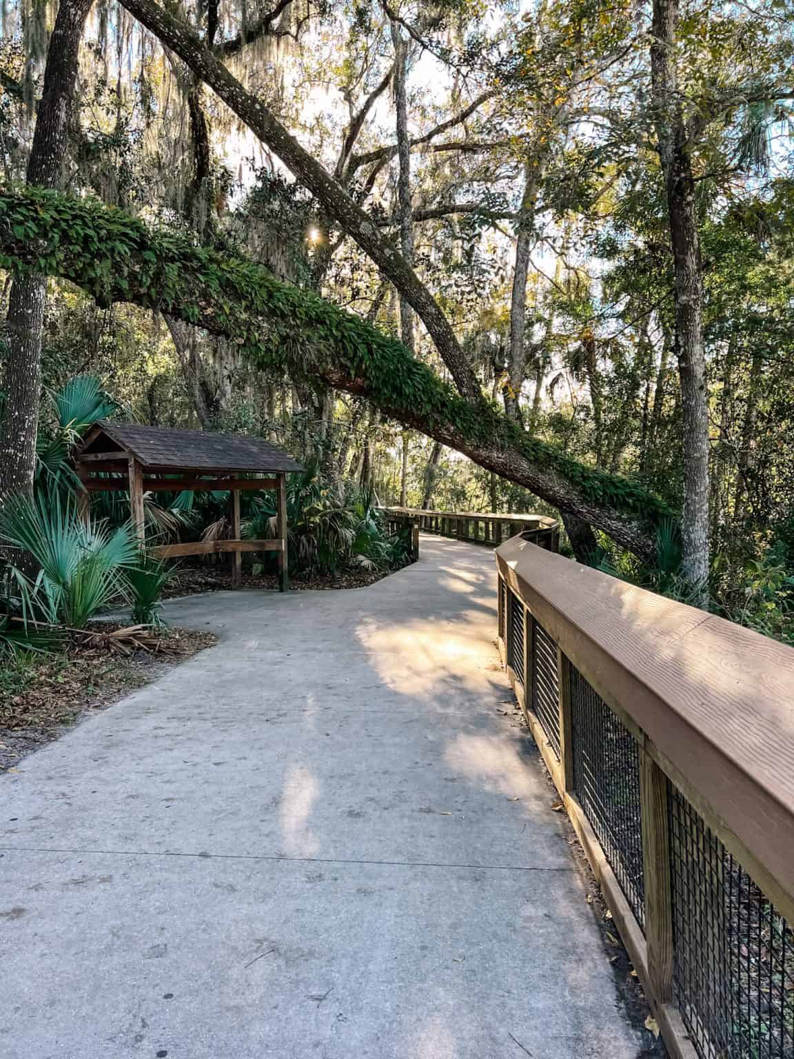 Blue Spring State Park Guide (By a Local): How to Enjoy in Winter vs ...