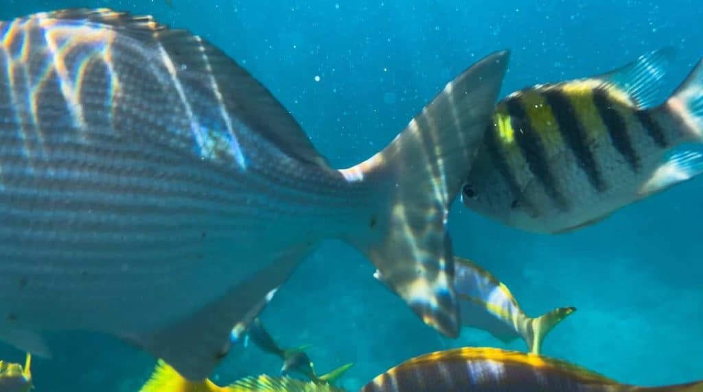 Key Largo Snorkeling Tour Review: My Experience at John Pennekamp Reef ...
